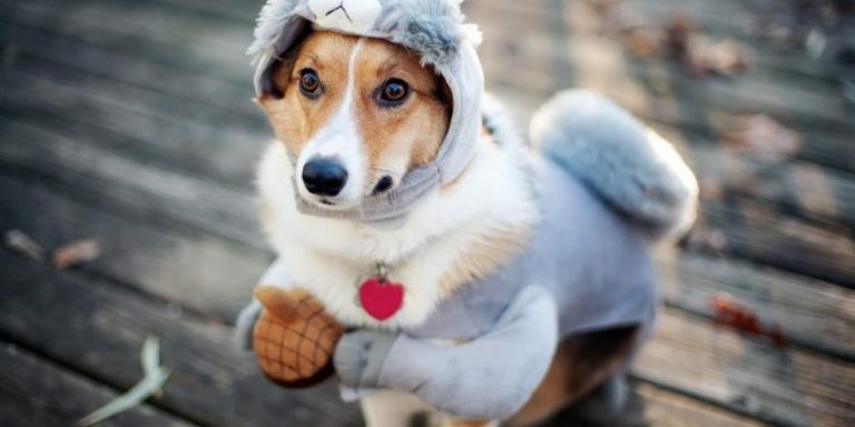 Mi Perro con frío: ¿Cómo saber?