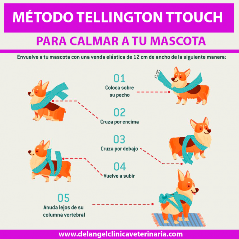 Como tranquilizar a tu mascota con el método Tellington – Del Ángel ...