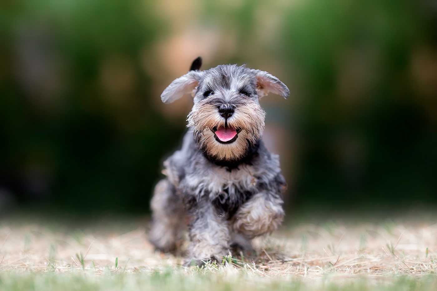 6 Tips para cuidar el pelo de mi perro correctamente – Del Ángel ...