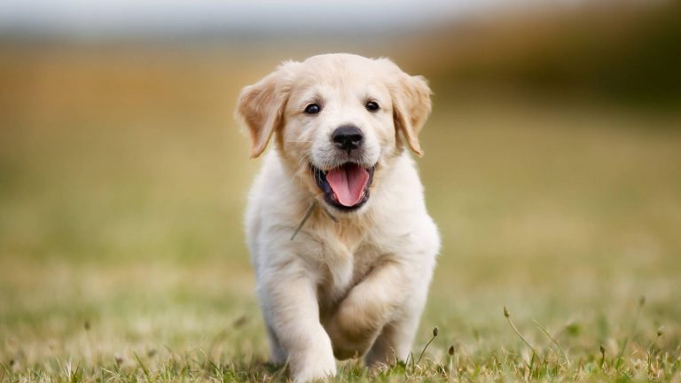 7 razas de perros tranquilas para tener en casa – Del Ángel Clinica ...